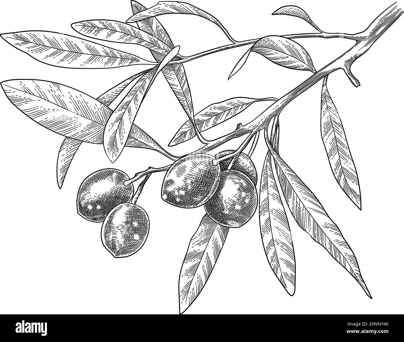 Engraved olive branch. Sketch branche with leaves and blossoms, hand ...