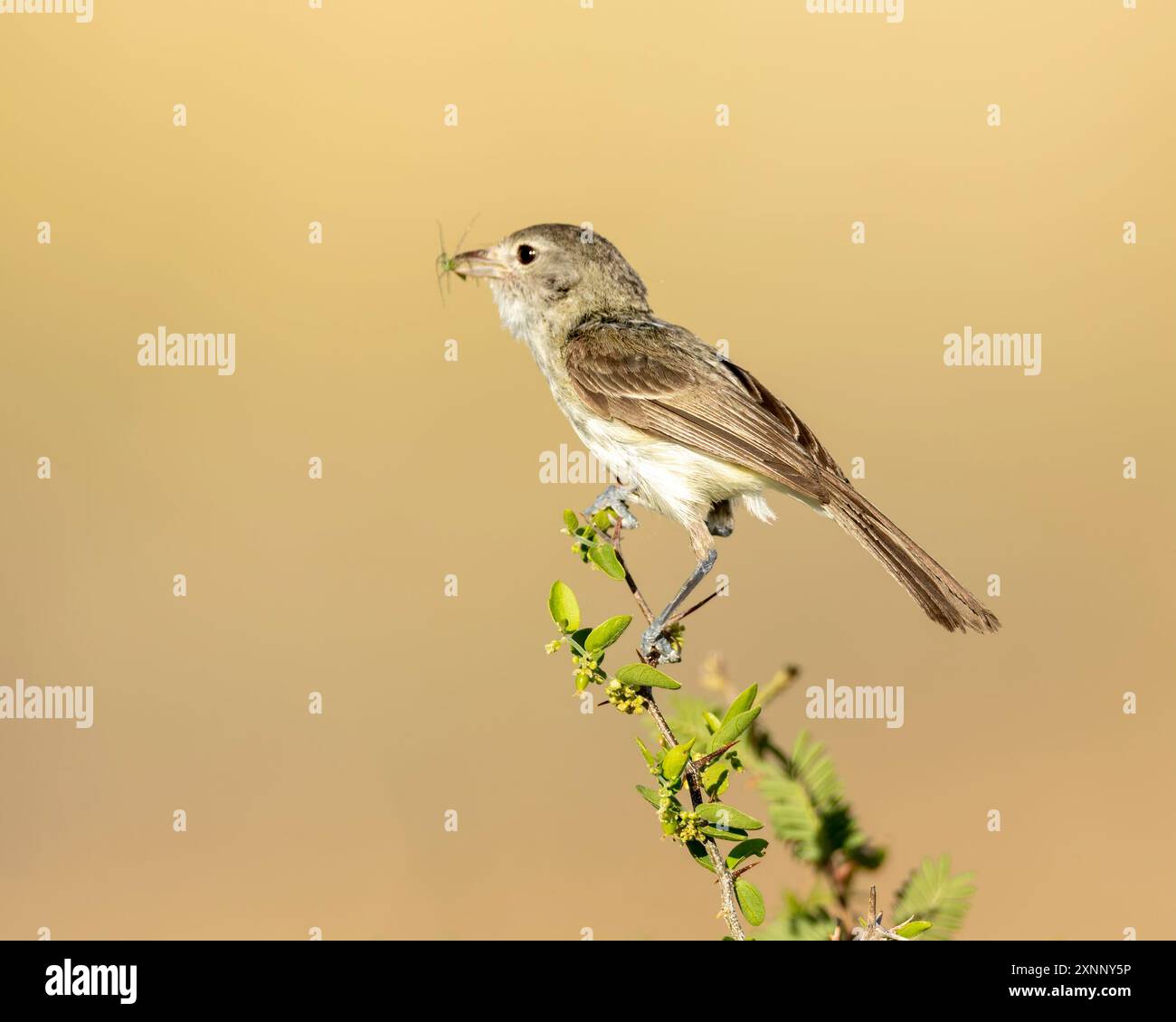 Bell's vireo (Vireo bellii) is a songbird that migrates between a ...