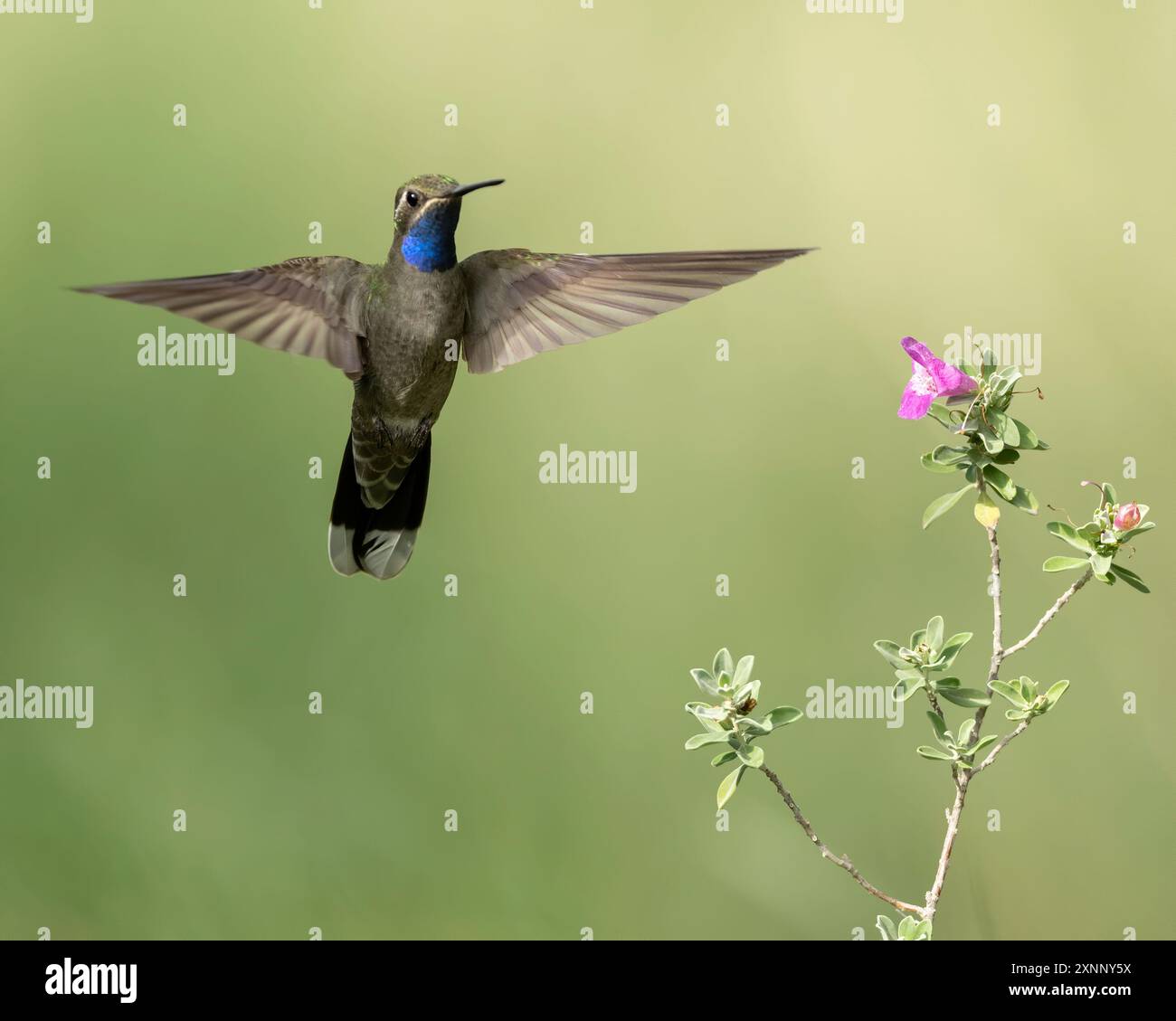 Blue-throated Hummingbird Mountaingem (Lampoons clemenciae), Southern ...