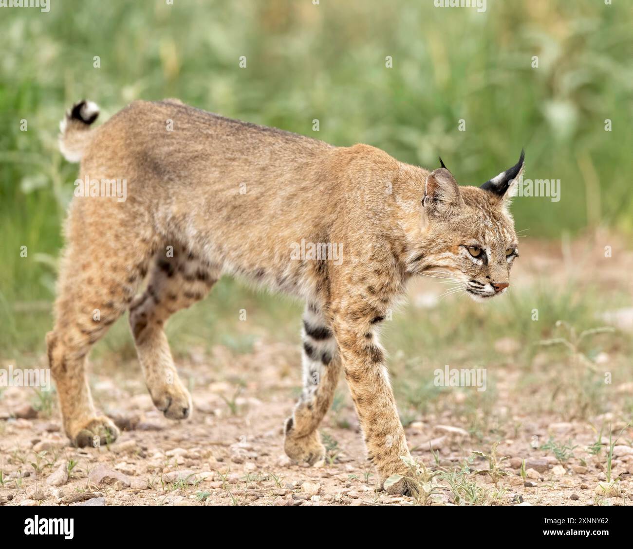 The Bobcat (Lynx rufus), also known as the red lynx, is one of the four ...