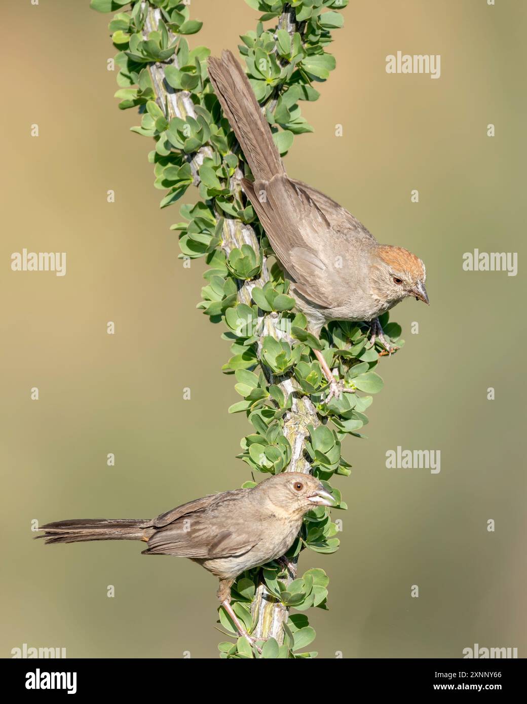 Canyon Towhees (Melozone fuscaare), large sparrows with fairly long ...