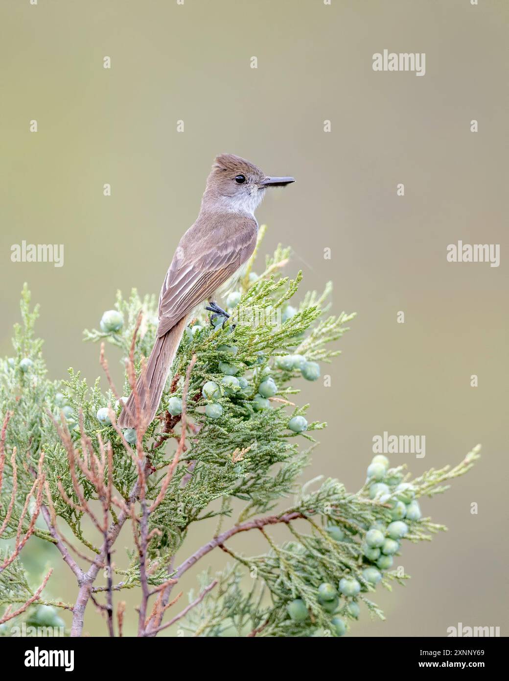 The dusky-capped flycatcher (Myiarchus tuberculifer) is a passerine ...