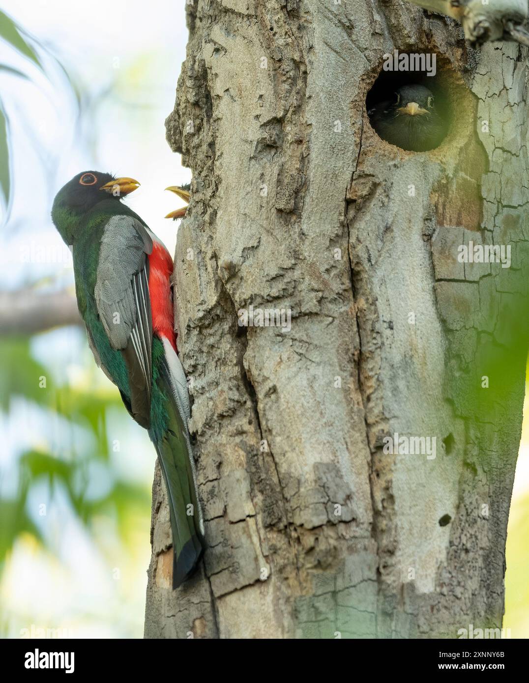 The elegant trogon (Trogon elegans), also known as coppery-tailed ...
