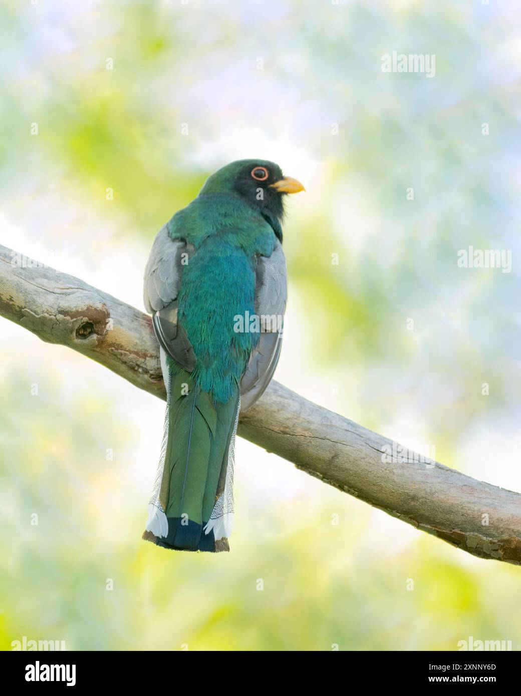 The elegant trogon (Trogon elegans), also known as coppery-tailed ...