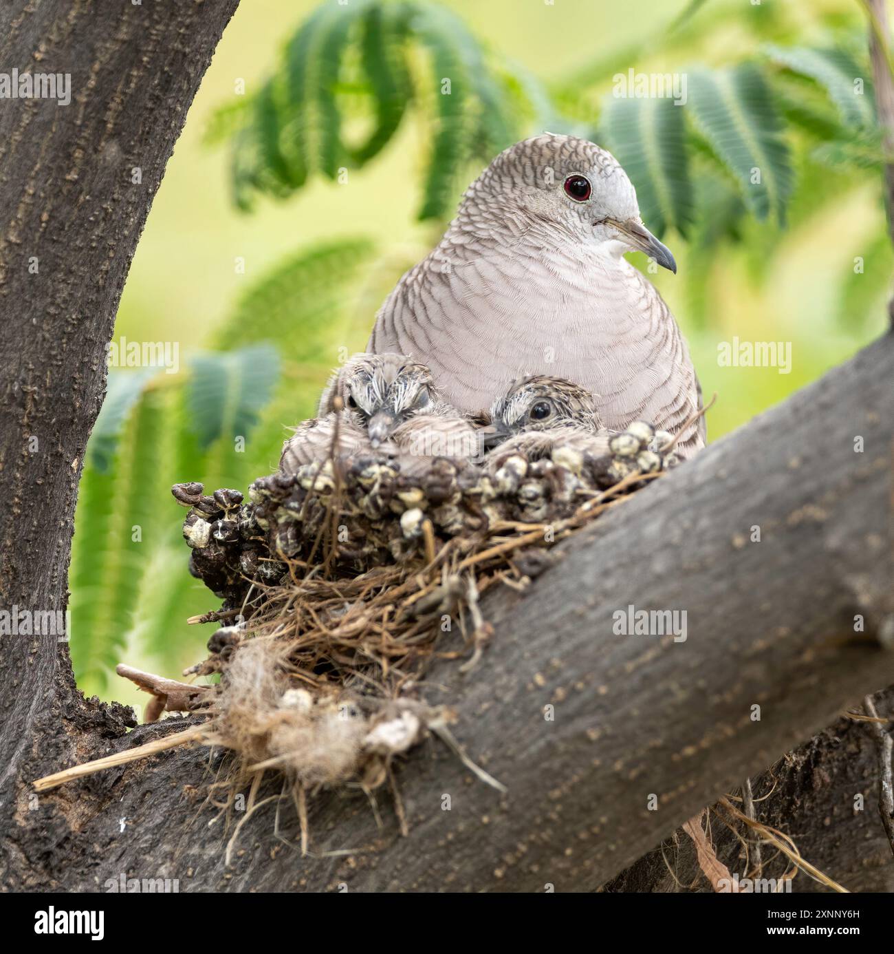 The Inca dove (Columbina inca) or Mexican dove is a small New World ...