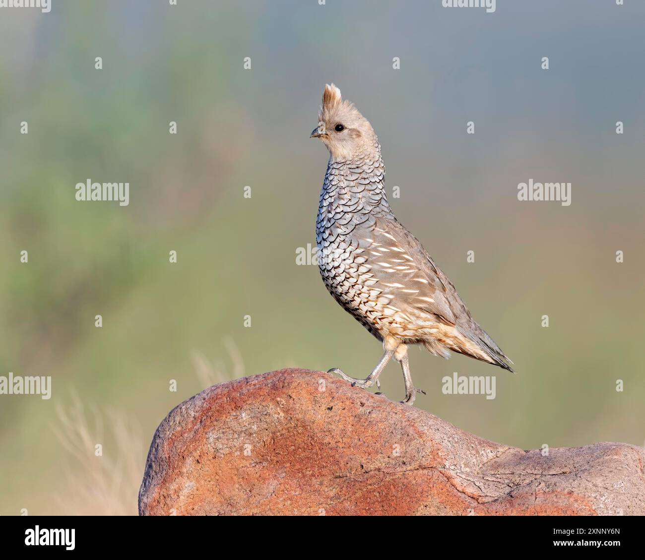 Scaled Quail (Callipepla squamata), Arizona, USA, North America Stock ...