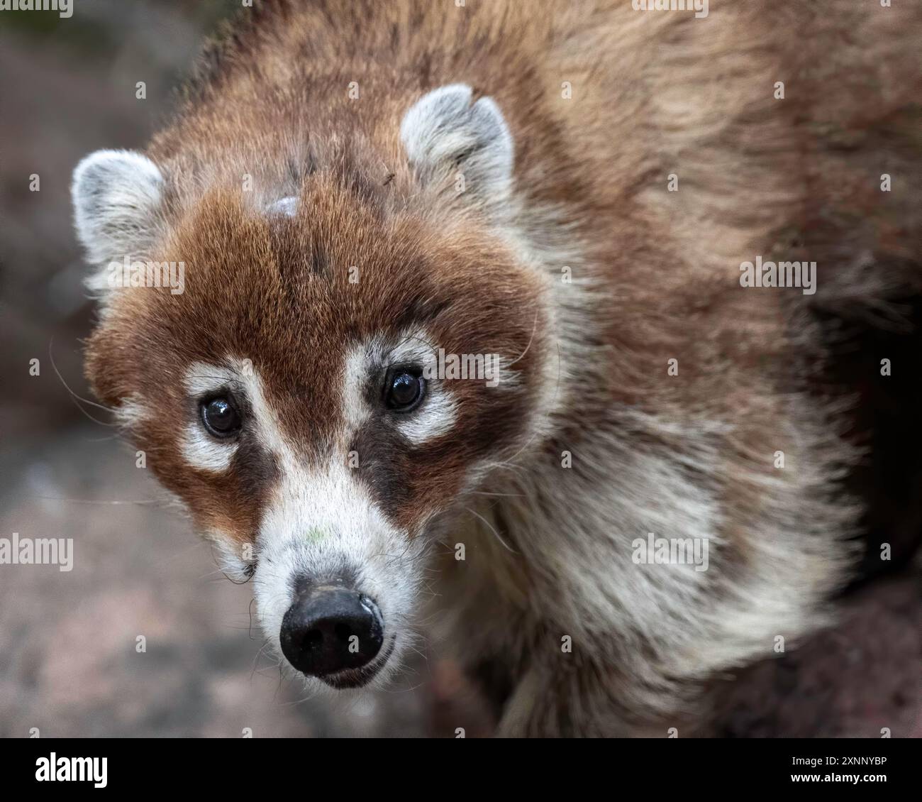 The white-nosed coati (Nasua narica), also known as the coatimundi, and ...