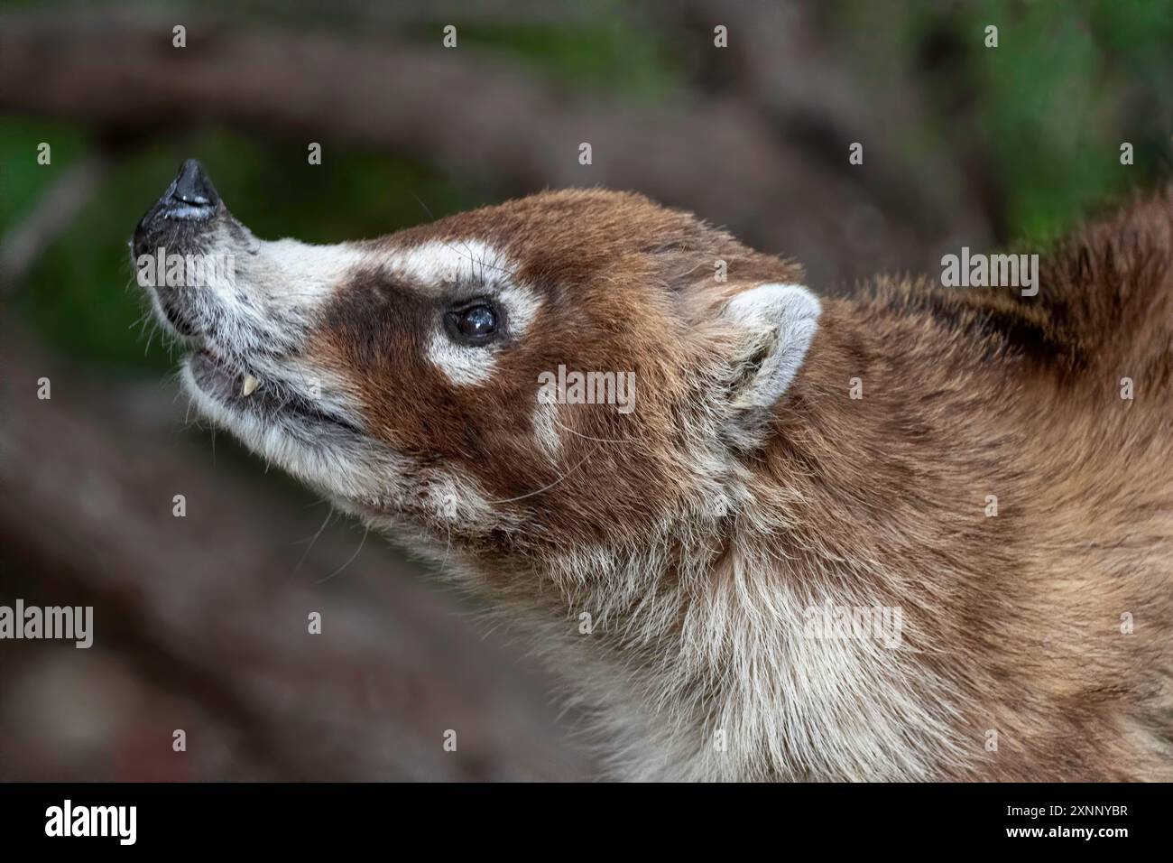 The white-nosed coati (Nasua narica), also known as the coatimundi, and ...