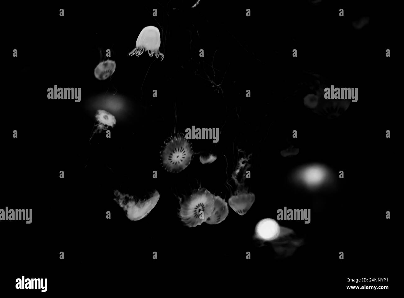 Atlantic nettle jellyfish, Medusa, sea stingray (Chrysaora ...