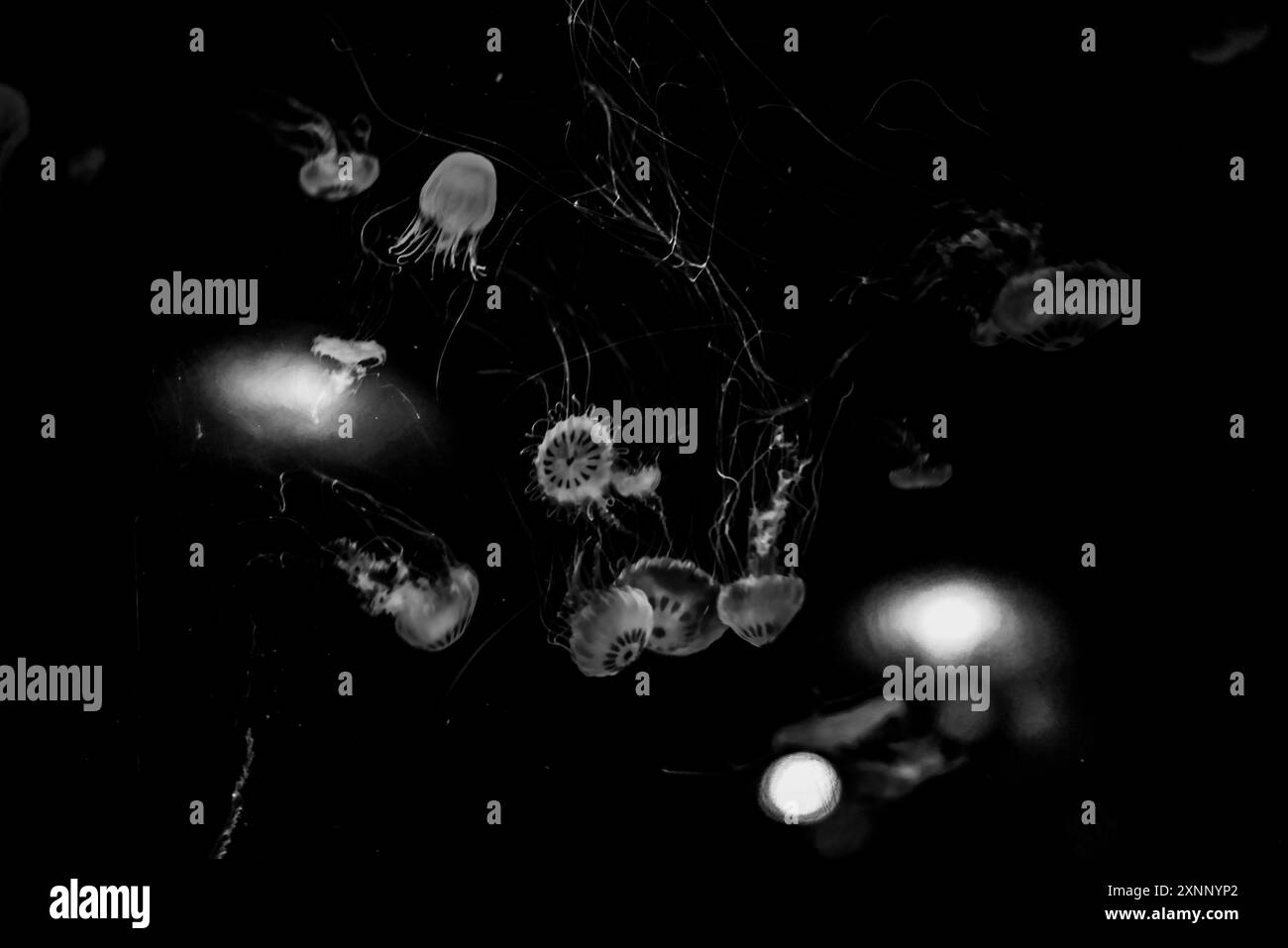 Atlantic nettle jellyfish, Medusa, sea stingray (Chrysaora ...