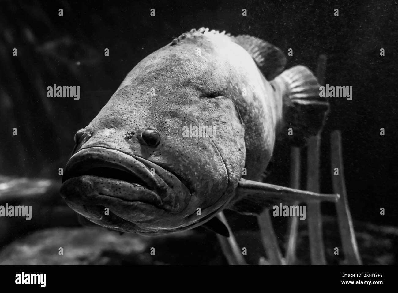 Grouper fish at the Inbursa Aquarium in Mexico City. Human life in a ...