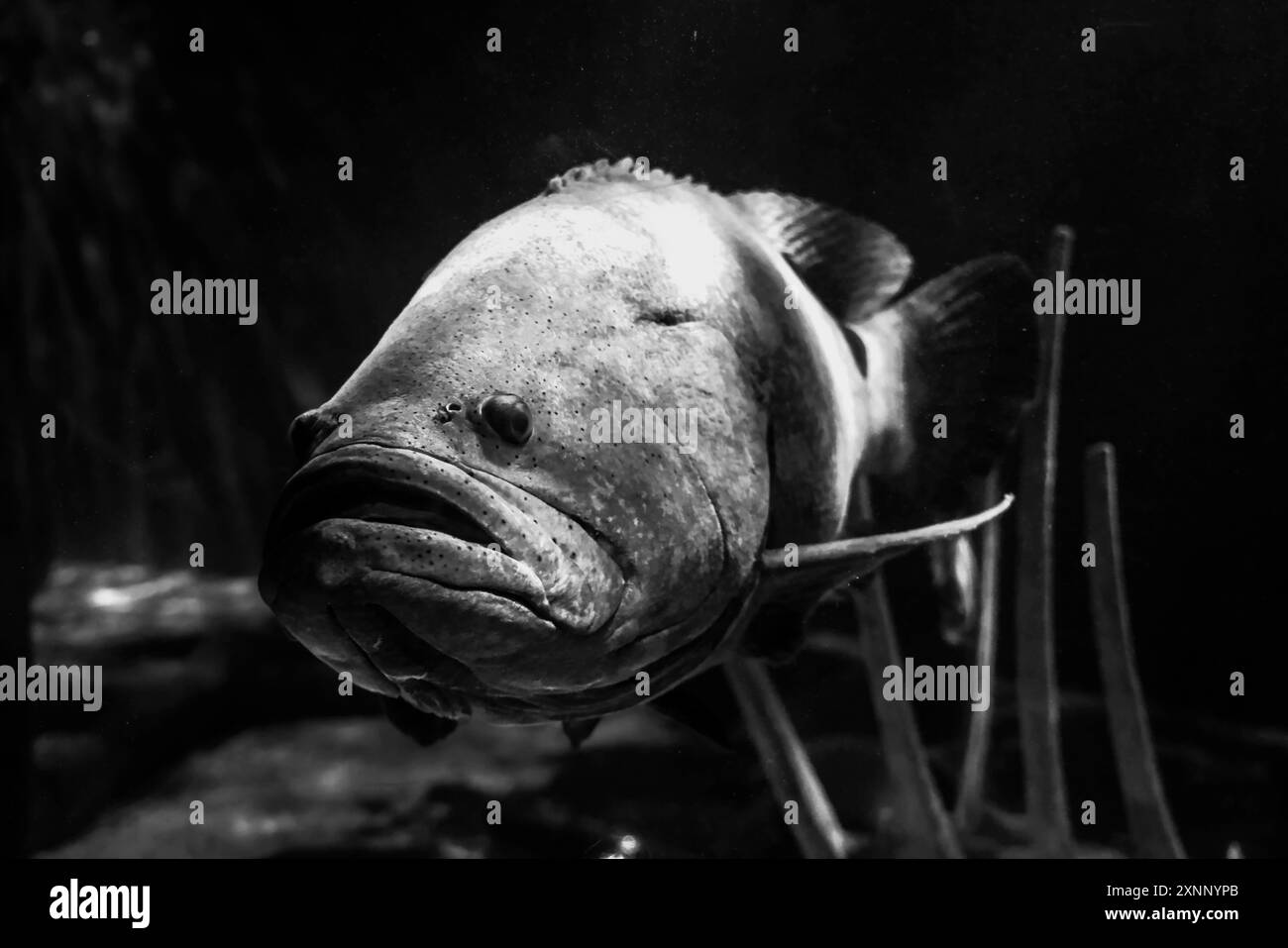 Grouper fish at the Inbursa Aquarium in Mexico City. Human life in a ...