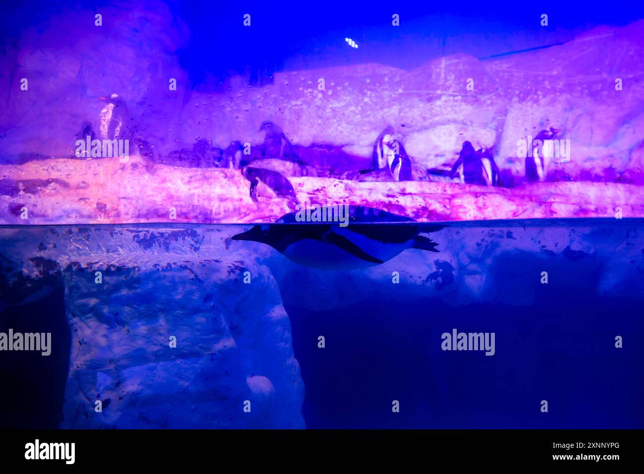 penguins The Inbursa Aquarium in Mexico City. Human life in a water ...
