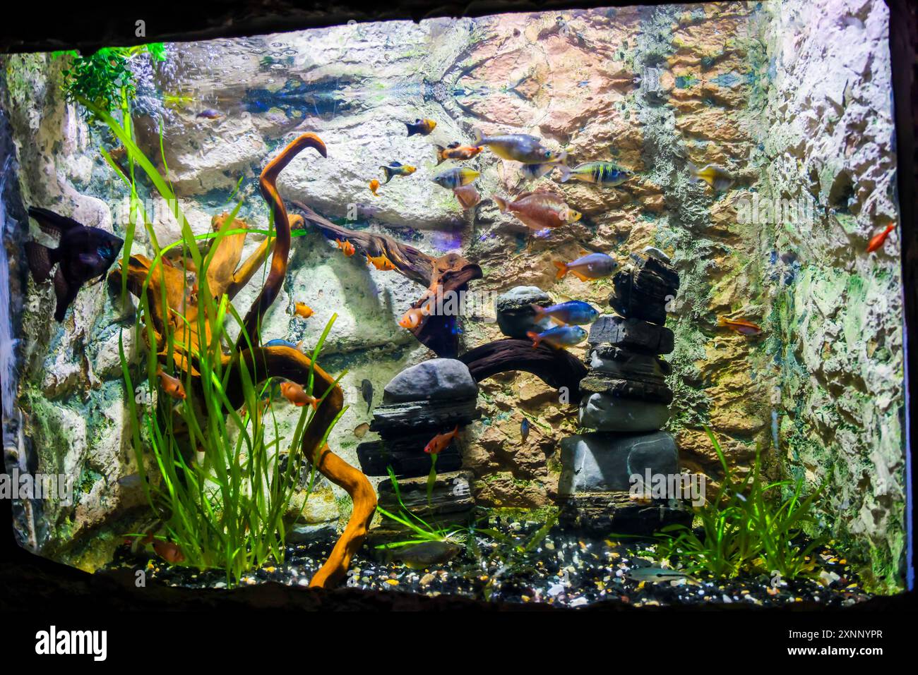 Acuario de pecera hi-res stock photography and images - Alamy