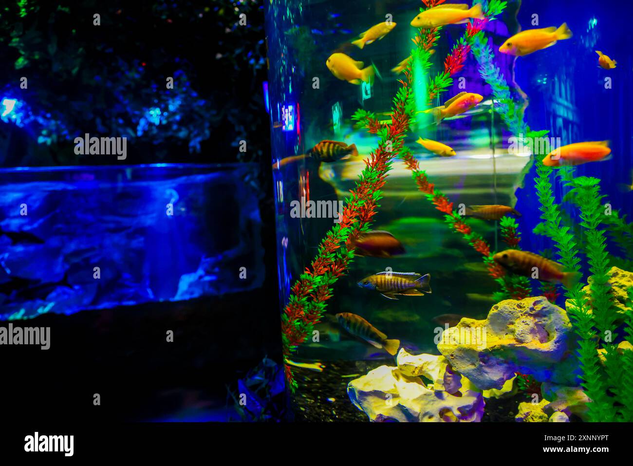 Acuario peces hi-res stock photography and images - Alamy