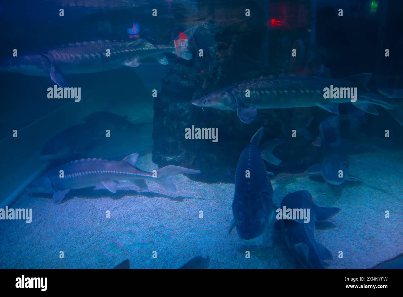 White Sturian Fish at the Inbursa Aquarium in Mexico City. Human life ...