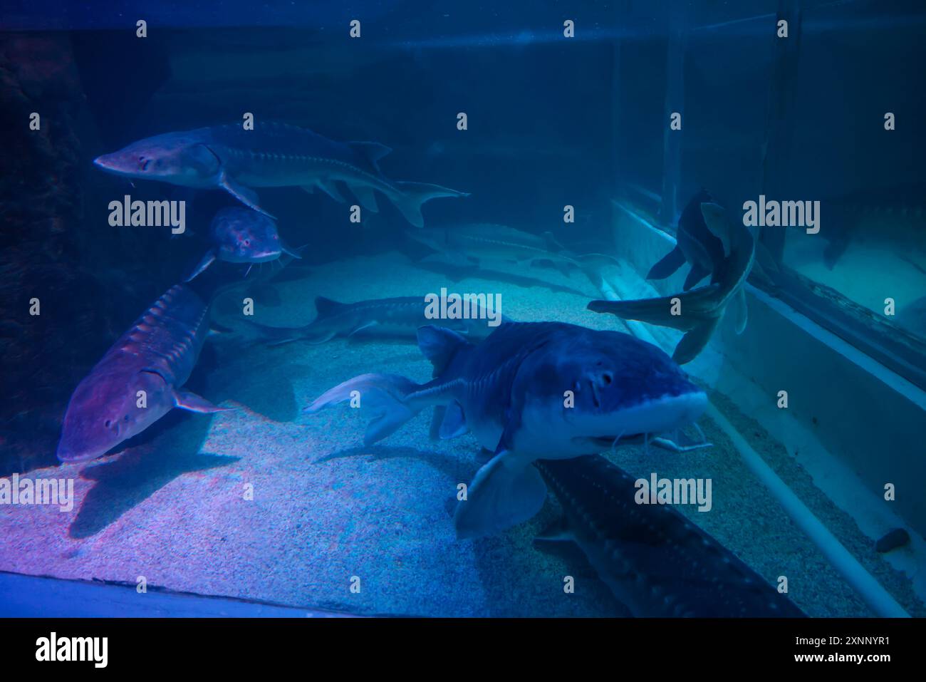 White Sturian Fish at the Inbursa Aquarium in Mexico City. Human life ...