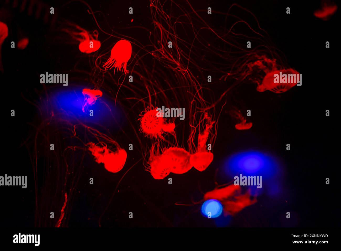 Atlantic nettle jellyfish, Medusa, sea stingray (Chrysaora ...