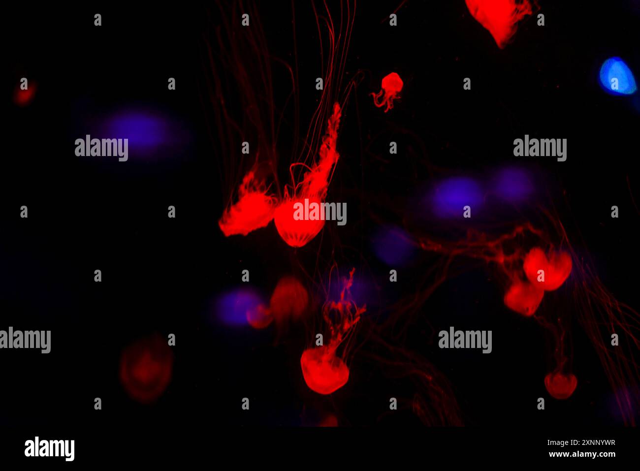 Especie de agua hi-res stock photography and images - Alamy