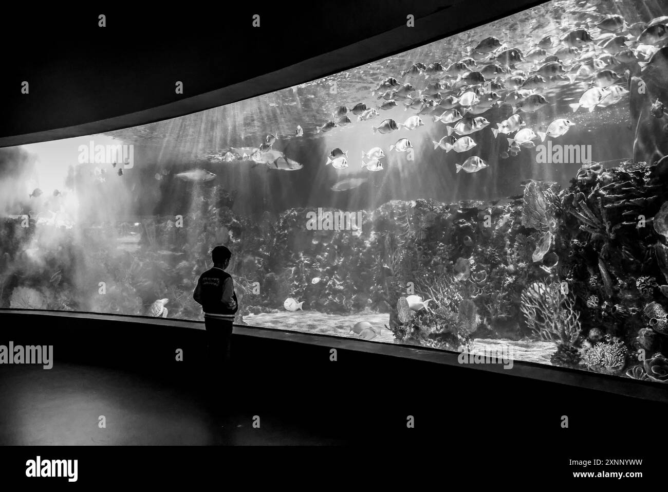 Fish in reef The Inbursa Aquarium in Mexico City. Human life in a water ...