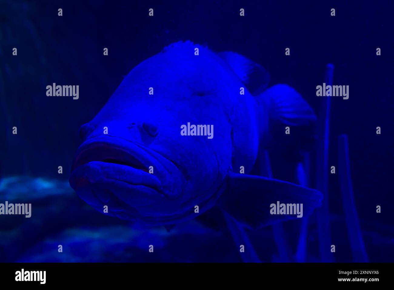 Grouper fish at the Inbursa Aquarium in Mexico City. Human life in a ...