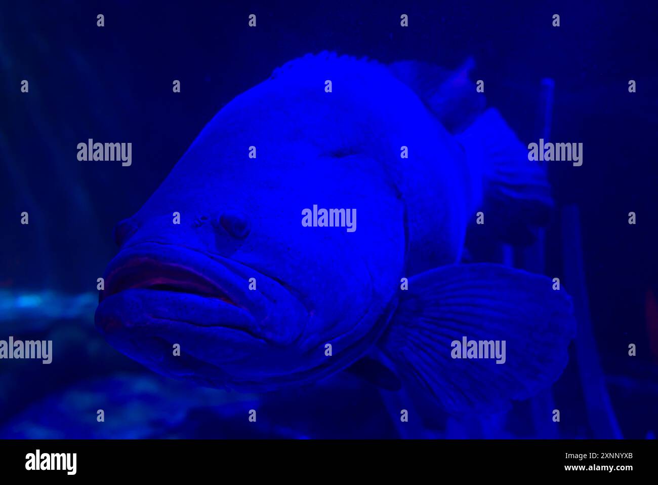 Grouper fish at the Inbursa Aquarium in Mexico City. Human life in a ...