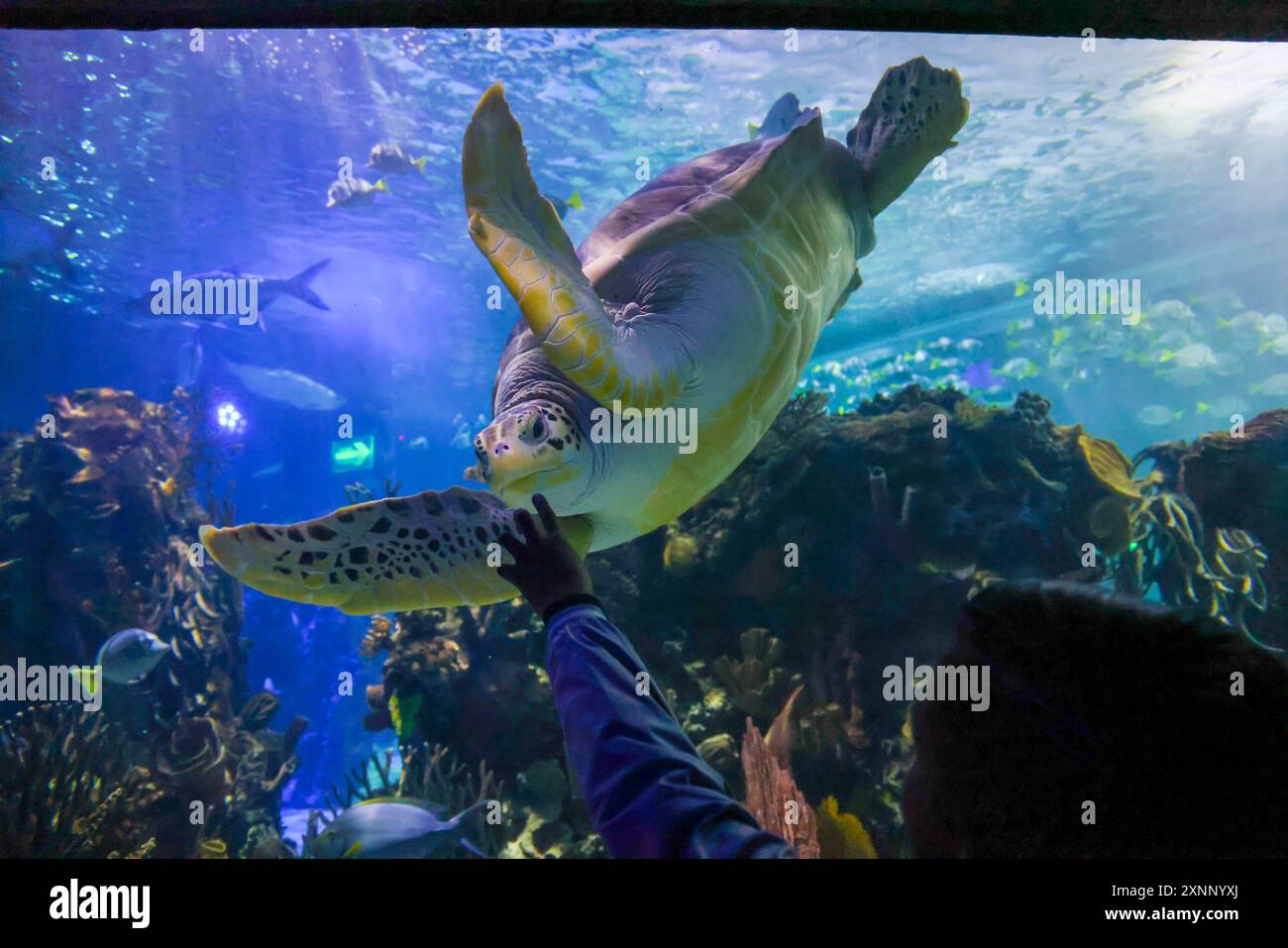 Sea turtle at the Inbursa Aquarium in Mexico City. Human life in a ...