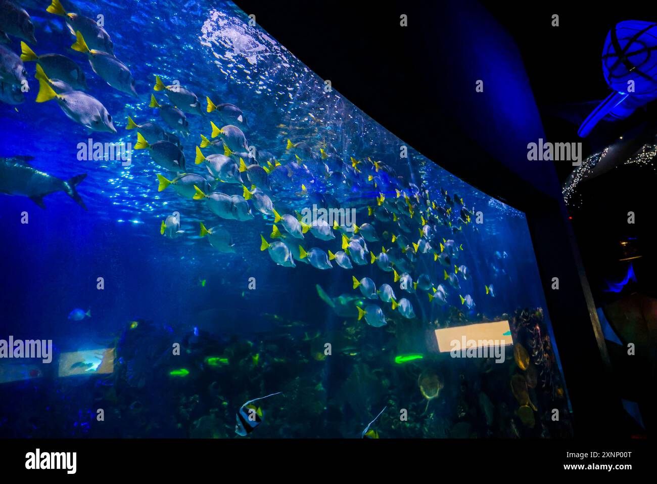 Acuario vida marina hi-res stock photography and images - Alamy