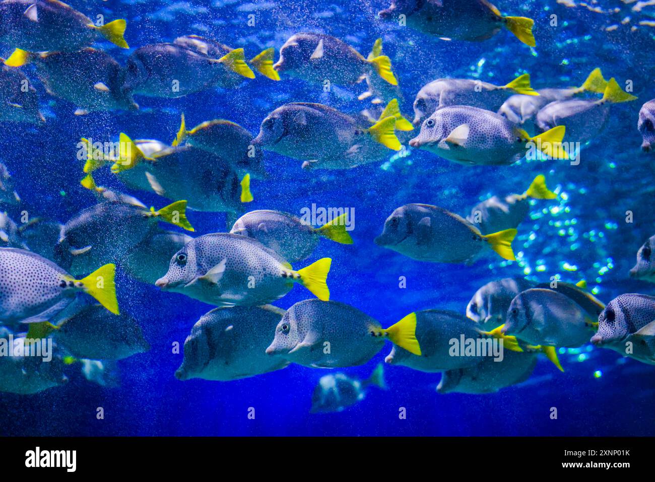 Fish in reef The Inbursa Aquarium in Mexico City. Human life in a water ...