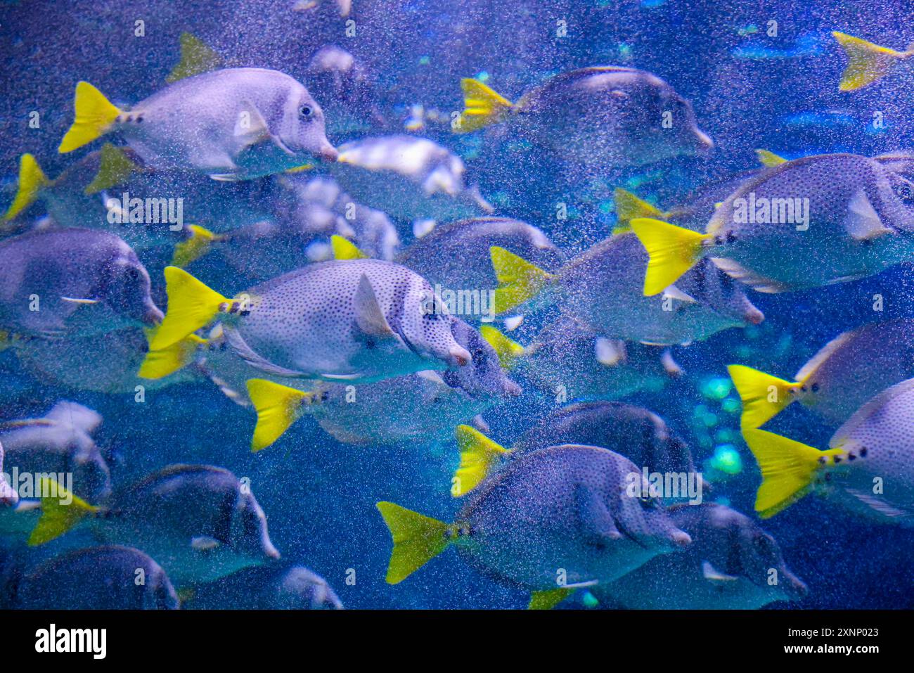 Peces en el agua hi-res stock photography and images - Alamy