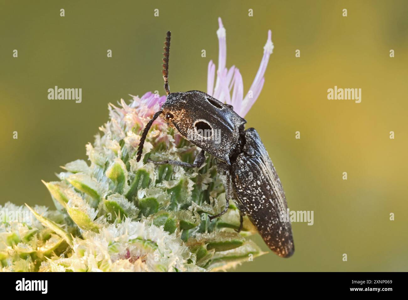 Detail of a Western Eyed Click Beetle (Alaus melanops), photographed ...