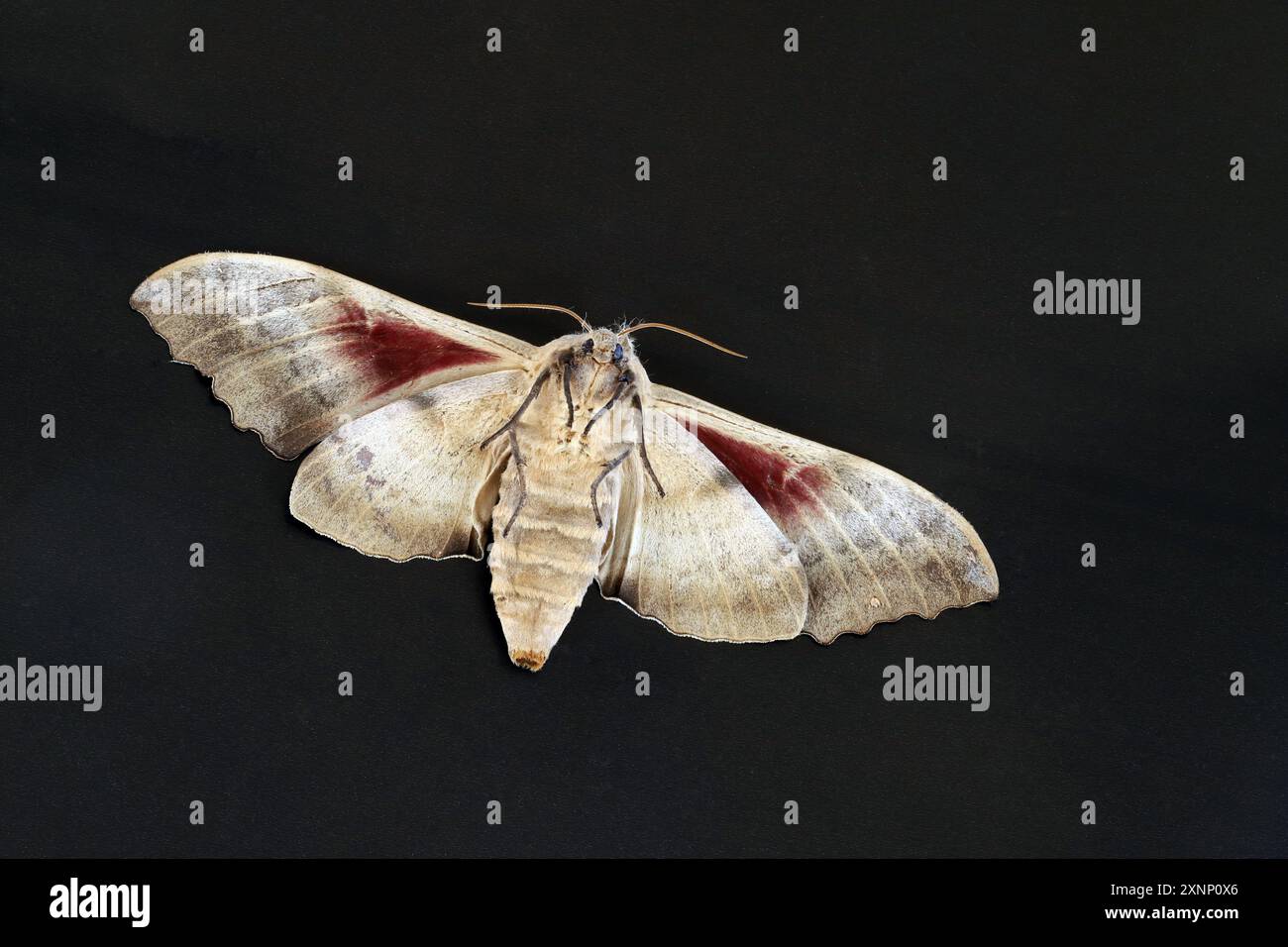 Detail of the ventral side of a female Pachysphinx occidentalis, the ...