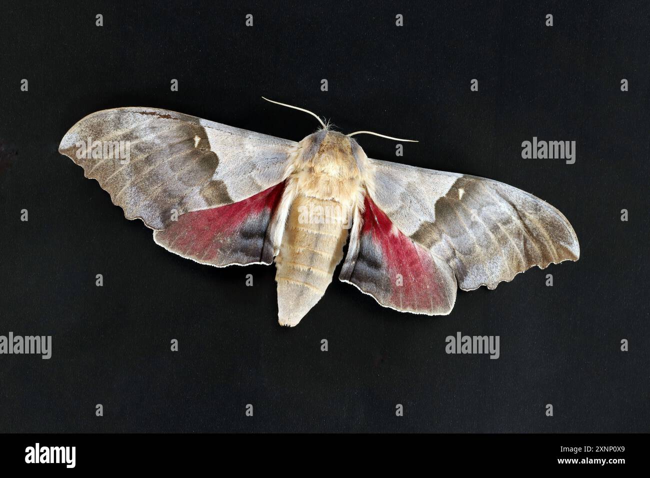 Detail of the dorsal side of a female Pachysphinx occidentalis, the big ...