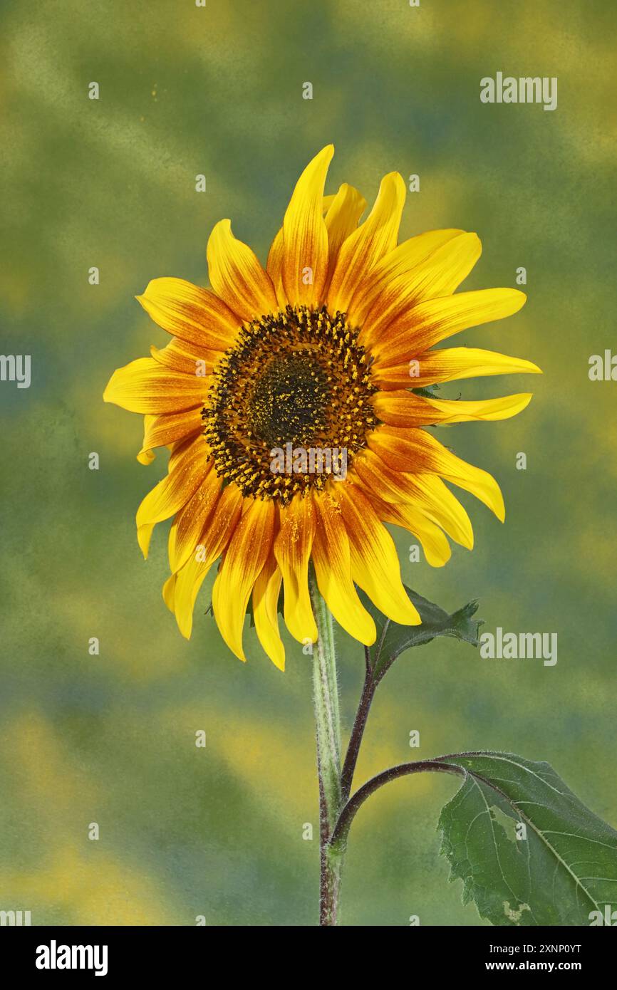 Detail of the bloom of a single giant sunflower, a common garden flower ...