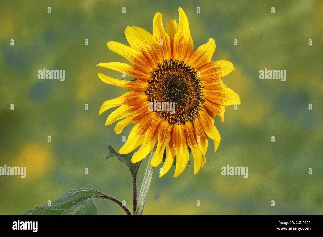Detail of the bloom of a single giant sunflower, a common garden flower ...