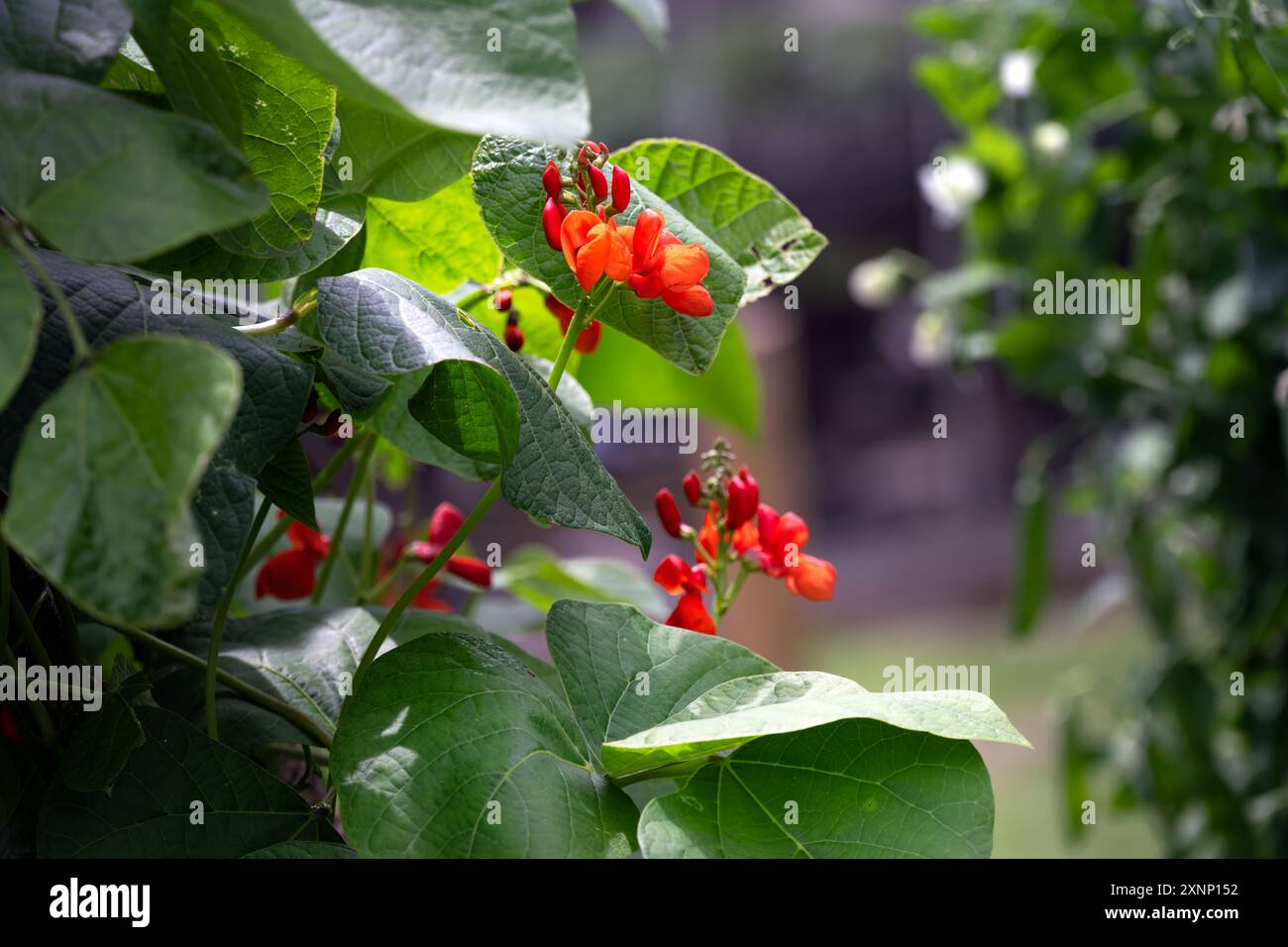 Close up red flowers growing hi-res stock photography and images - Alamy