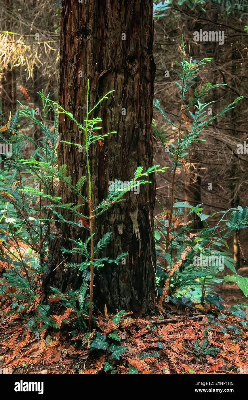 Coast redwood (Sequia sempervirens), Cupressaceae. Root suckers ...