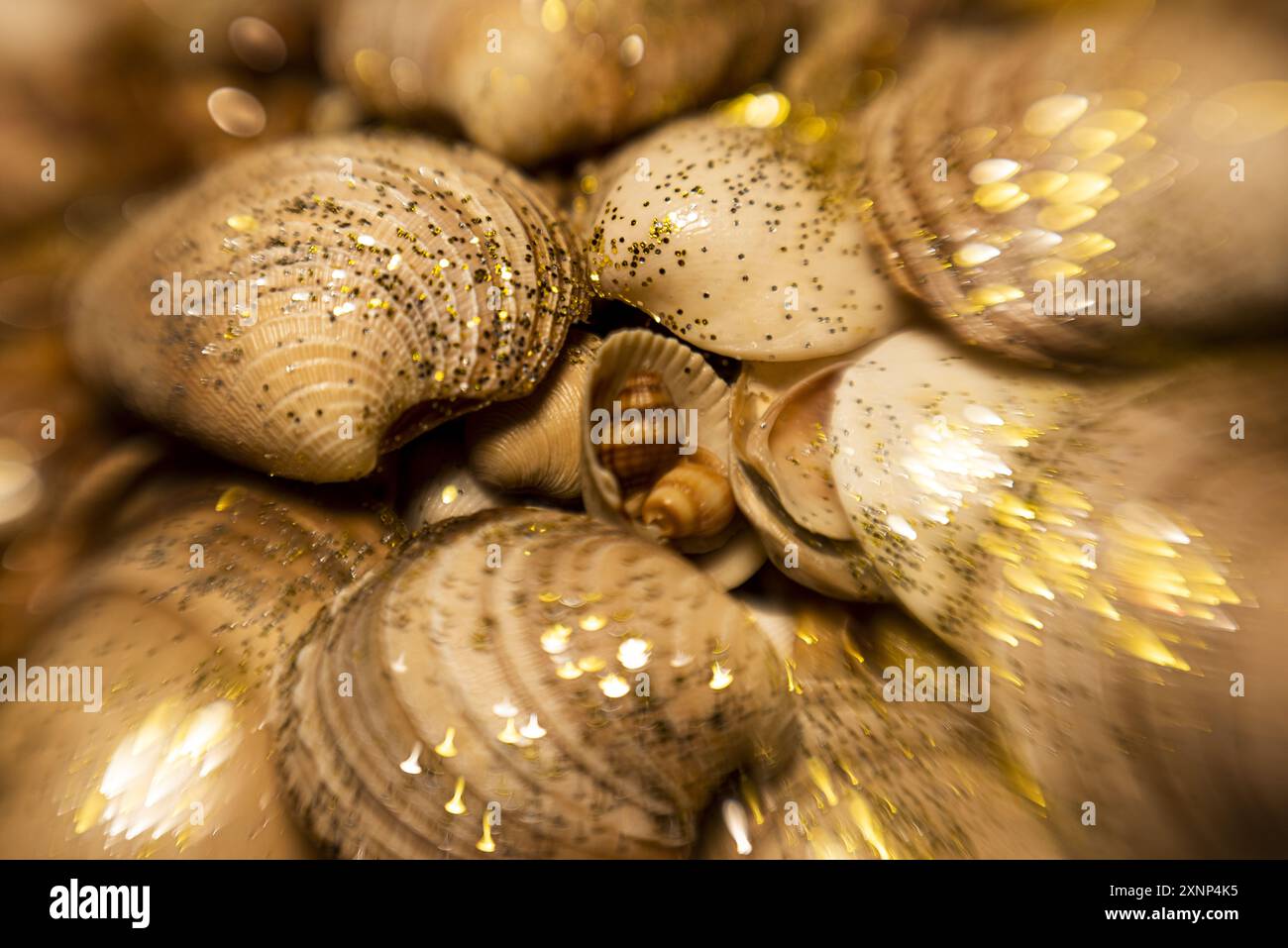 Sea shells pattern for design. Seashells for summer advertising. Marine ...