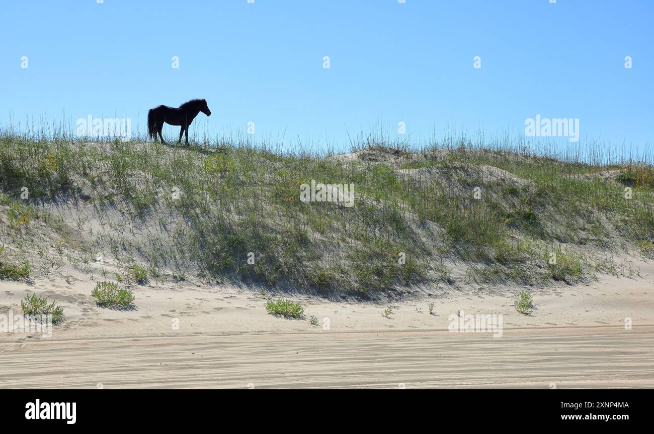 Corolla Beach - Outer Banks, North Carolina: The famous wild horses ...