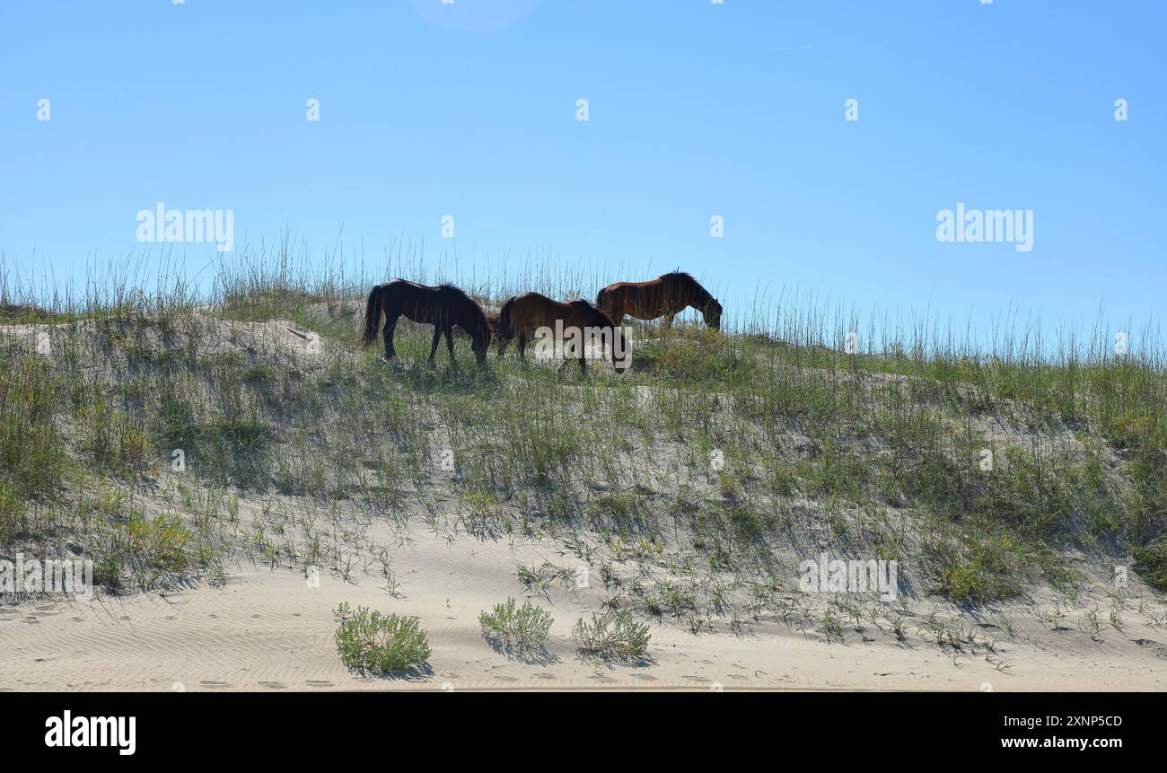 Corolla Beach - Outer Banks, North Carolina: The famous wild horses ...