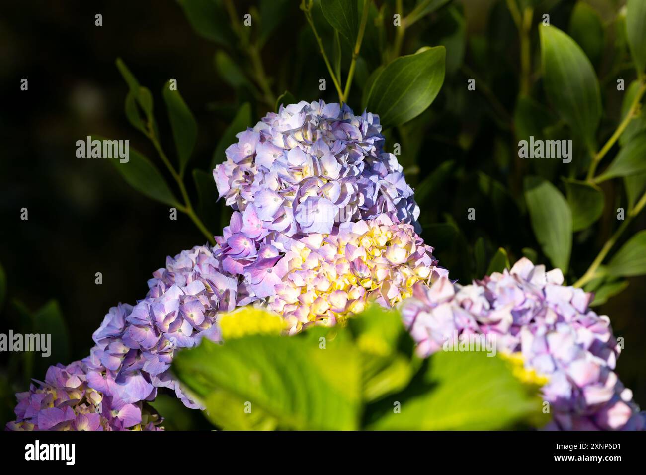 Beautiful hydrangea flowers blooming in summer garden. Typical flower ...