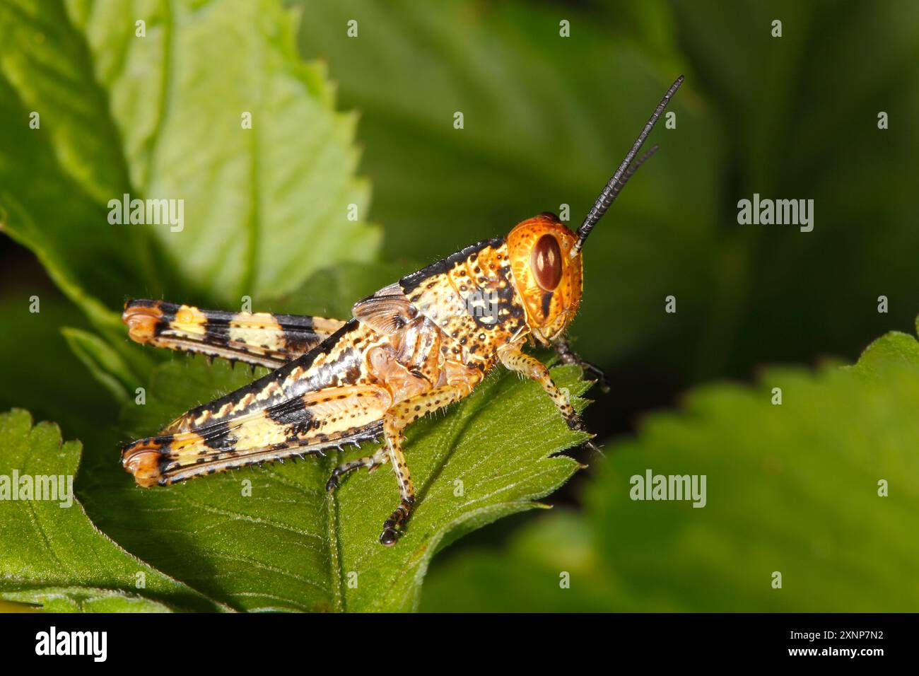 Giant grasshoppers nymph hi-res stock photography and images - Alamy