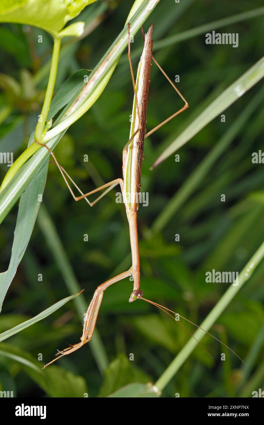 Australian praying mantis hi-res stock photography and images - Alamy