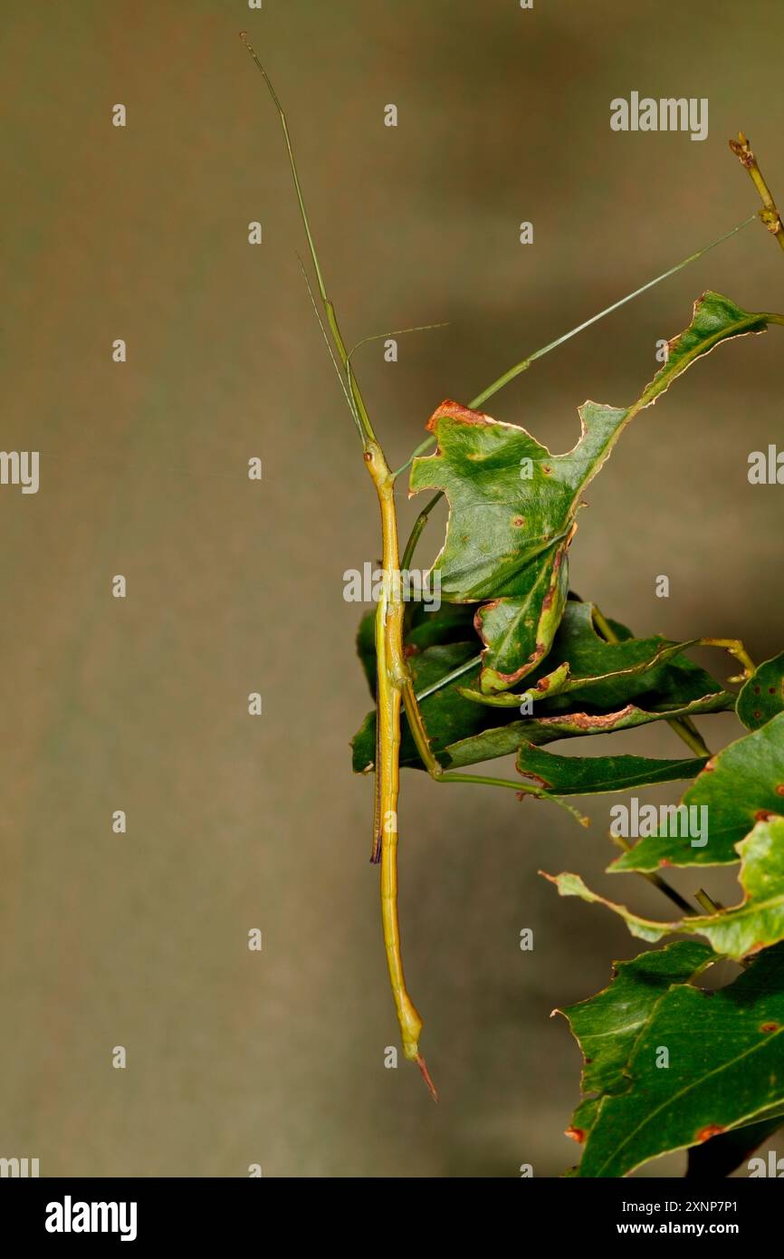 Violet winged stick insect hi-res stock photography and images - Alamy