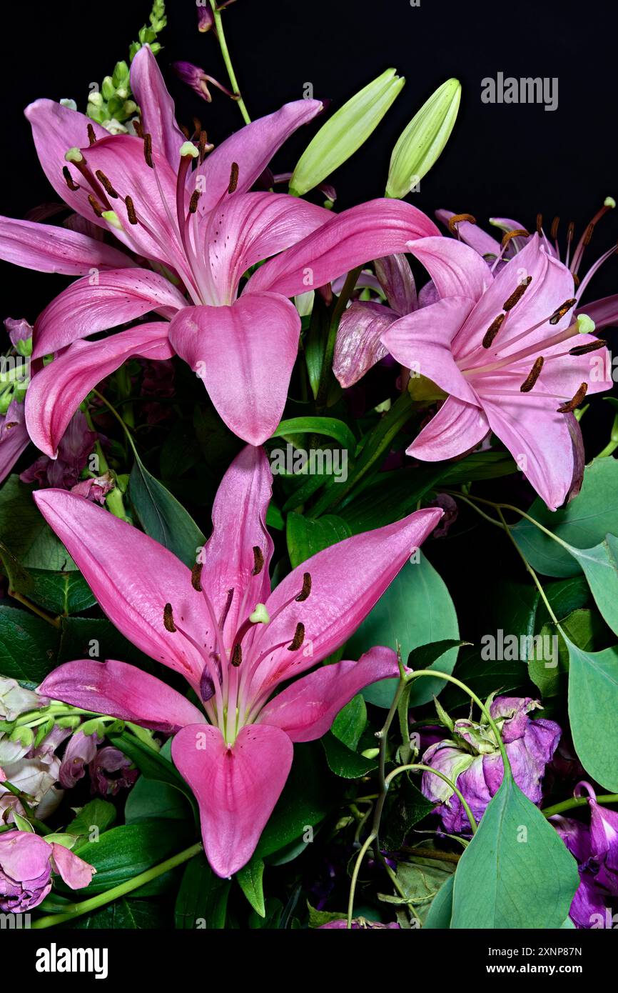 Whites and yellows hi-res stock photography and images - Alamy