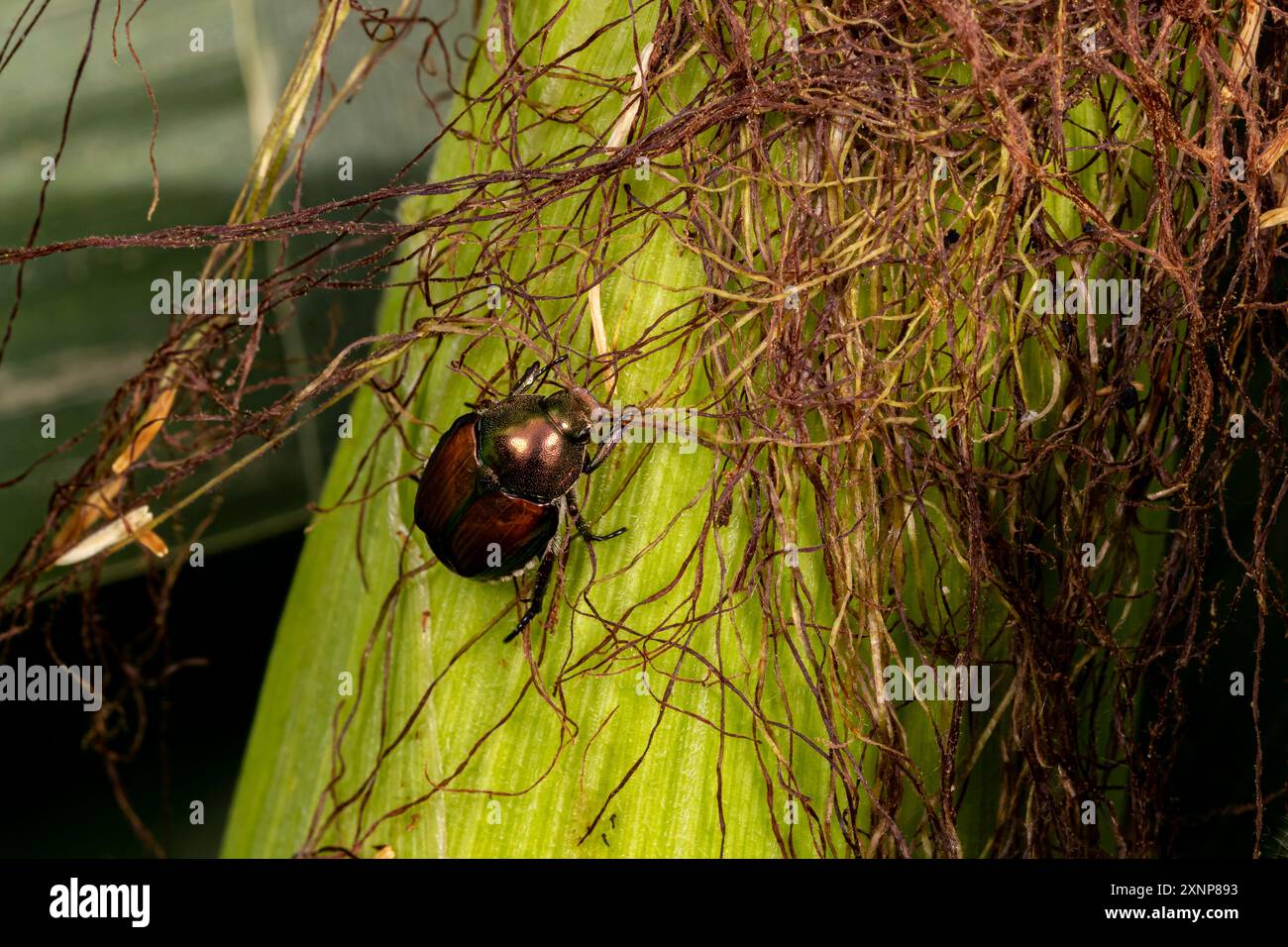 Japanese beetle eating silk on ear of corn. Insect damage, farming, and ...