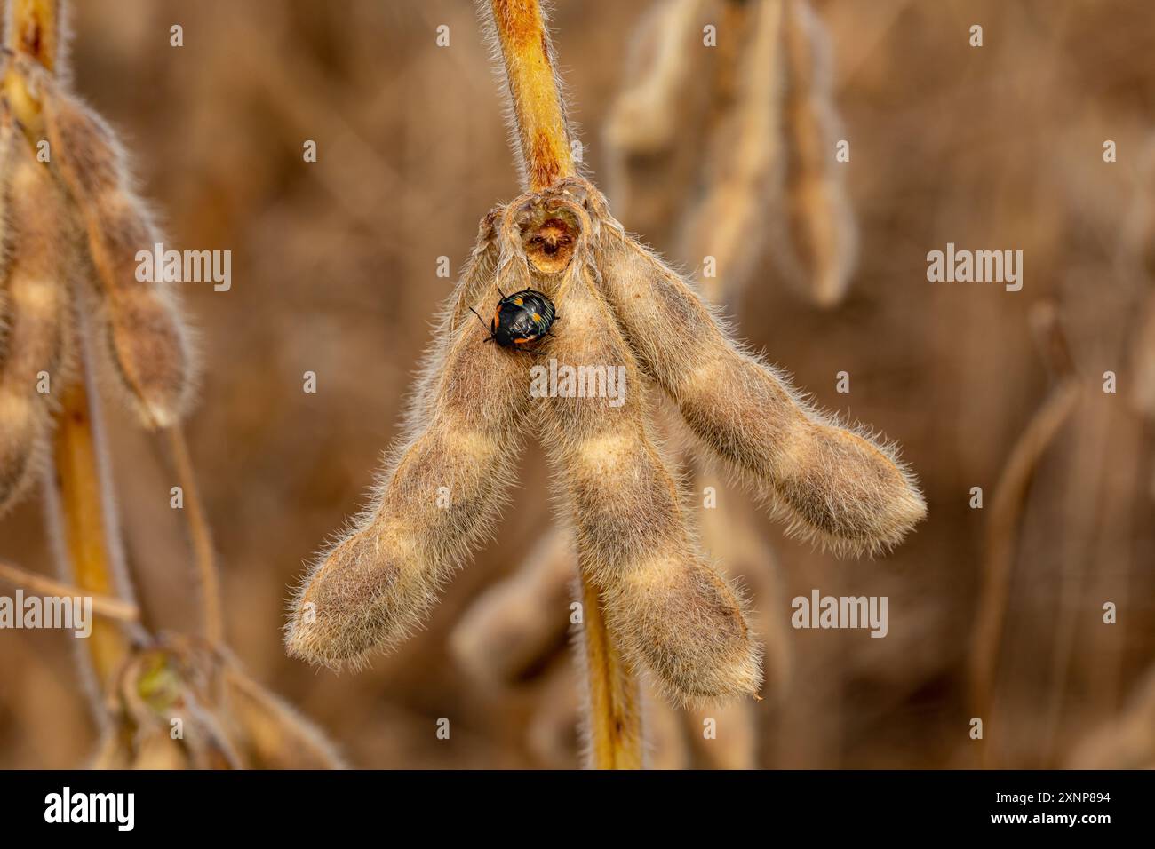 Soybean pests hi-res stock photography and images - Alamy