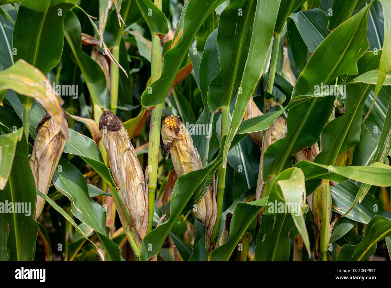 Cornfield during fall harvest with brown husks on ears and green ...