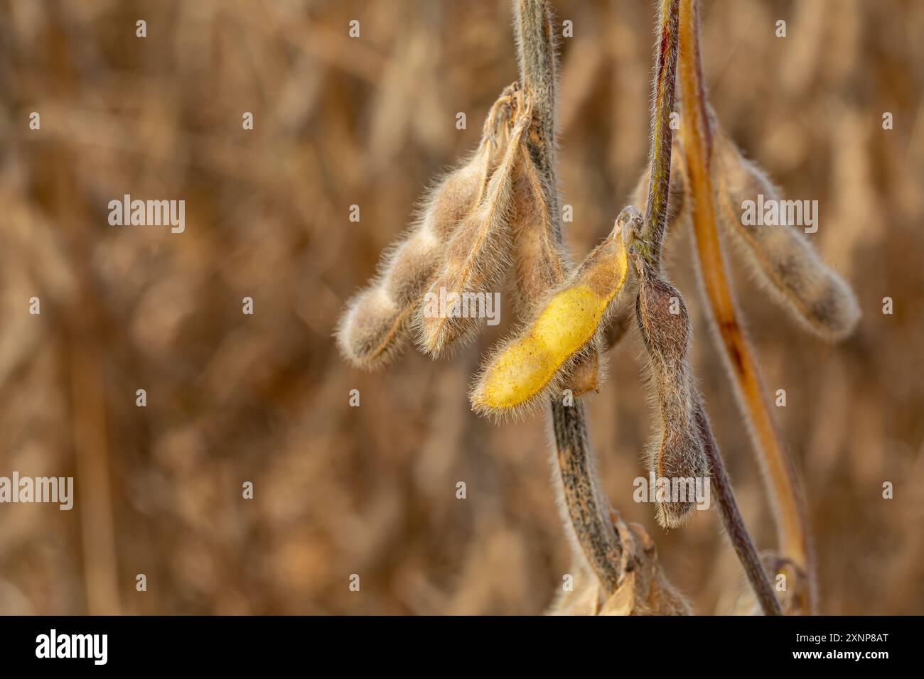 Closeup of yellow soybean pod on stem in field during harvest. Farming ...