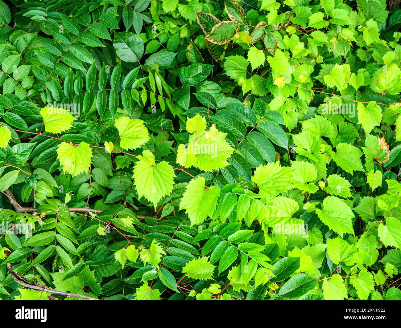 Riverbank grape (Vitis riparia) vine among tree-of-heaven (Ailanthus ...